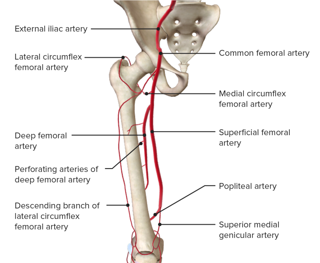 Femur fracture injuries | Atlanta Injury Law Blog Femur fracture injuries